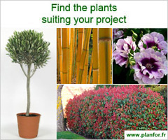 Plants : Buy Garden Plants Online