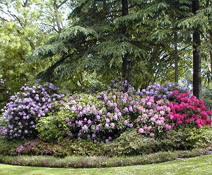 Rhododendron, Judith Spillane : buy Rhododendron, Judith Spillane ...