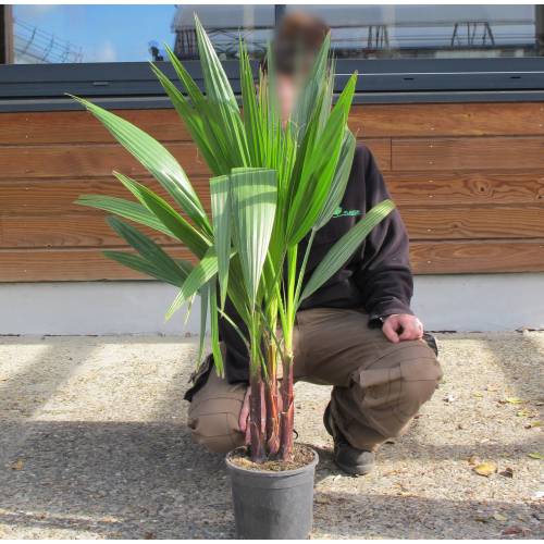 Palm, Skyduster : buy Palm, Skyduster / Washingtonia robusta