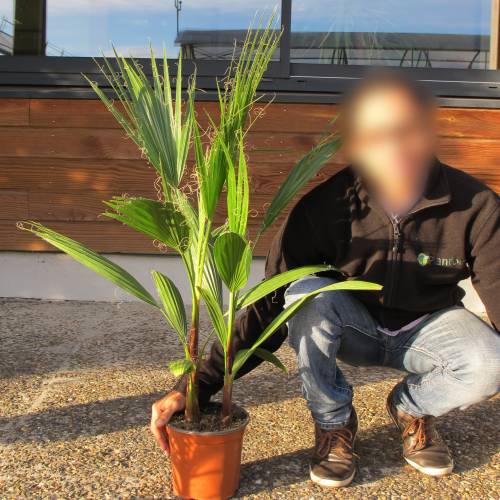 Palm, Skyduster : buy Palm, Skyduster / Washingtonia robusta