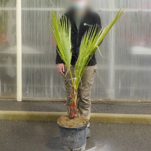 Palm, Skyduster : buy Palm, Skyduster / Washingtonia robusta