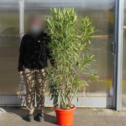 Rose Bay, Red Flowers : buy Rose Bay, Red Flowers / Nerium oleander rubra