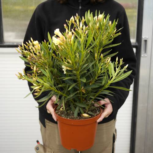 Rose Bay, Yellow Flowers : buy Rose Bay, Yellow Flowers / Nerium ...