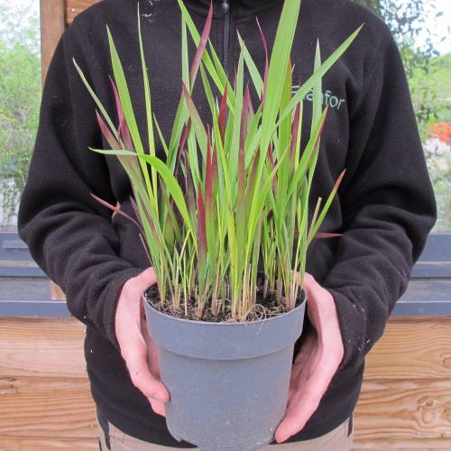 Grass, Cogon : buy Grass, Cogon / Imperata cylindrica Red Baron