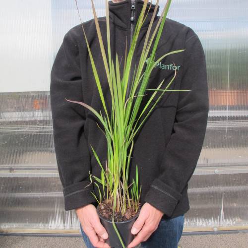Grass, Cogon : buy Grass, Cogon / Imperata cylindrica Red Baron