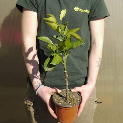 Sweet Orange tree : buy Sweet Orange tree / Citrus sinensis