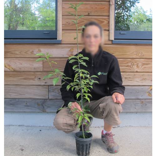 Japanese blue oak : buy Japanese blue oak / Quercus glauca