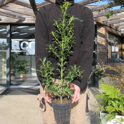 Holly, Alaska : buy Holly, Alaska / Ilex aquifolium Alaska