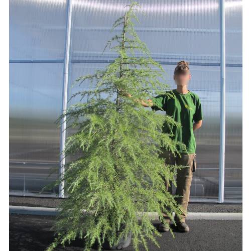 Cedar, Himalayan : buy Cedar, Himalayan / Cedrus deodara