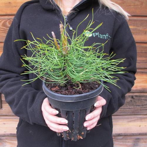 Pine, dwarf mugo mughus : buy Pine, dwarf mugo mughus / Pinus mugo mughus