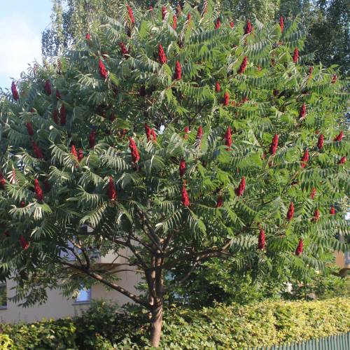 Staghorn Sumac : buy Staghorn Sumac / Rhus typhina