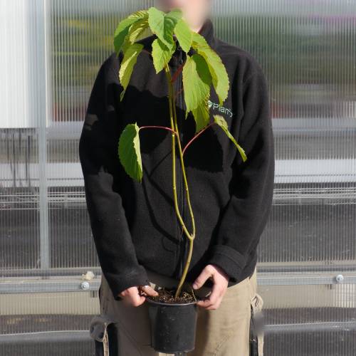 Dove tree : buy Dove tree / Davidia involucrata