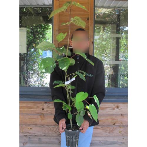 Dove tree : buy Dove tree / Davidia involucrata