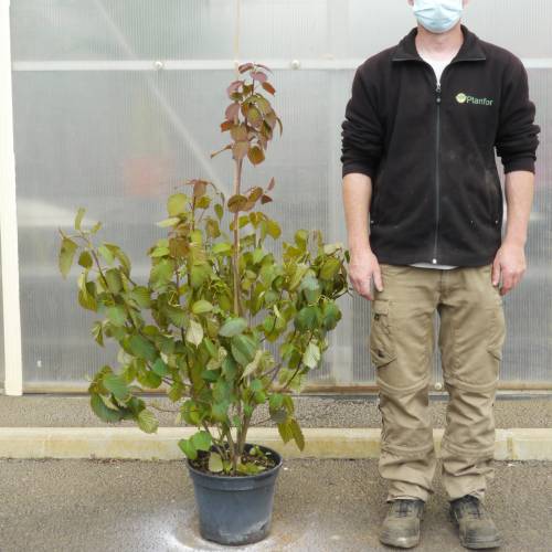 Dove tree : buy Dove tree / Davidia involucrata