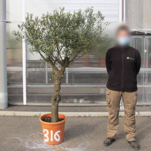 Olive Tree Specimen : buy Olive Tree Specimen / Olea europea specimen