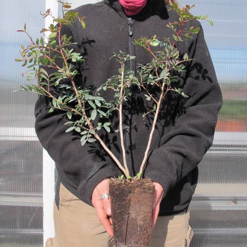 Mastic tree : buy Mastic tree / Pistacia lentiscus