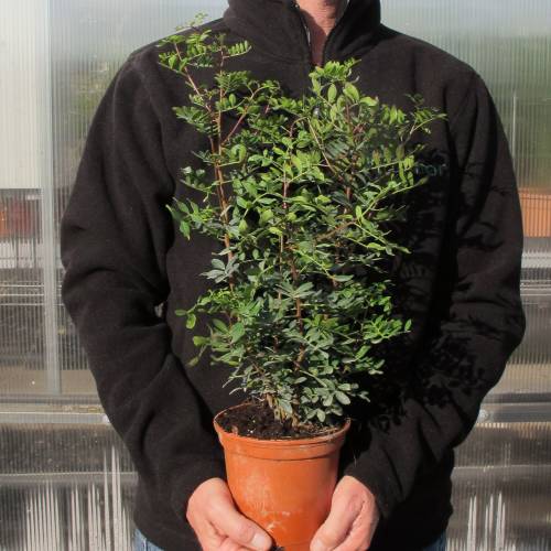 Mastic tree : buy Mastic tree / Pistacia lentiscus