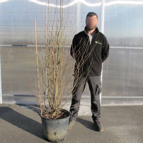 Caramel tree : buy Caramel tree / Cercidiphyllum japonicum