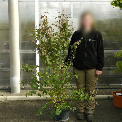 Caramel tree : buy Caramel tree / Cercidiphyllum japonicum