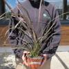 Flax, purple New Zealand : buy Flax, purple New Zealand / Phormium ...
