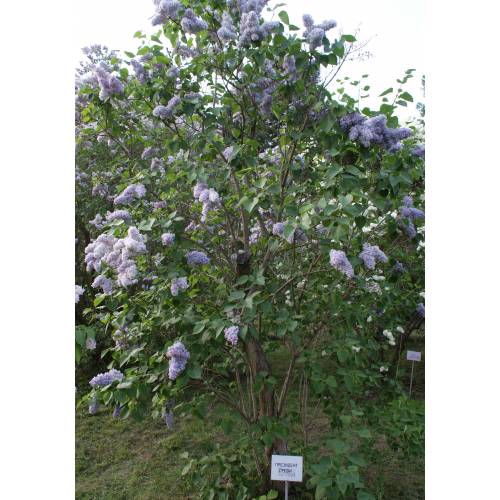 Lilac, common 'President Grevy' : buy Lilac, common 'President Grevy ...