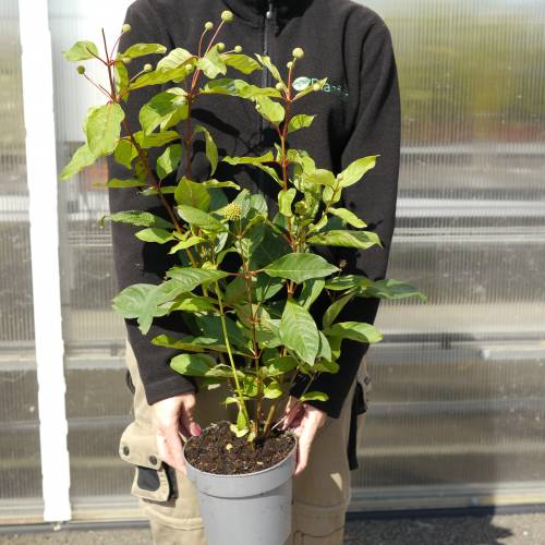 Button Bush : buy Button Bush / Cephalanthus occidentalis