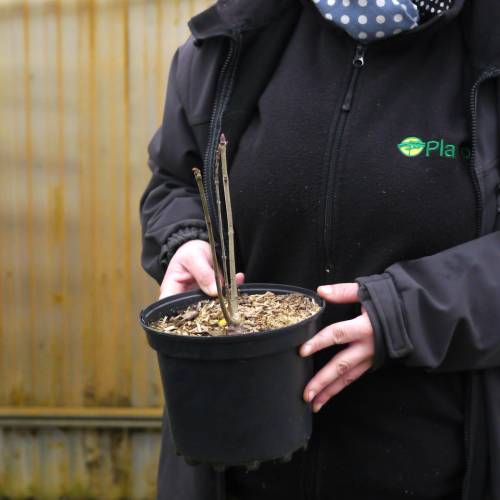 Fringe tree, Old man’s beard : buy Fringe tree, Old man’s beard ...