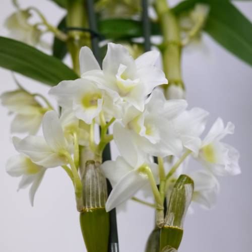 Orchid Dendrobium Nobile - White - C12 : buy Orchid Dendrobium Nobile ...