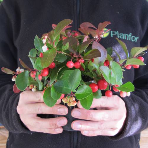 Eastern Teaberry : buy Eastern Teaberry / Gaultheria procumbens