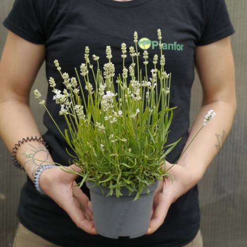 Lavender White : buy Lavender White / Lavandula angustifolia Alba
