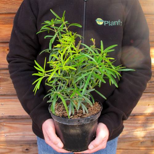 Orange, Mexican 'Aztec Pearl' : buy Orange, Mexican 'Aztec Pearl ...