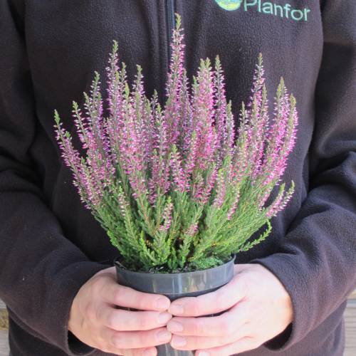Heather, Purple : buy Heather, Purple / Calluna vulgaris malva