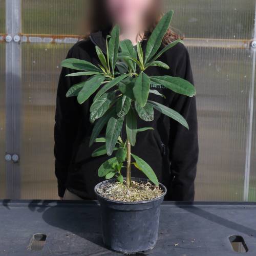 Paper Bush, Red flower : buy Paper Bush, Red flower / Edgeworthia ...