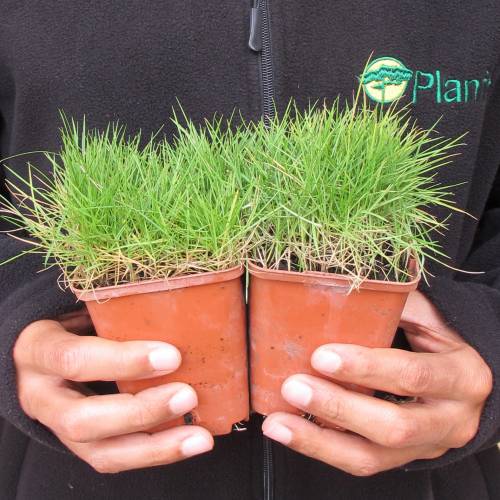 Korean Velvet Grass, Zoysia : buy Korean Velvet Grass, Zoysia / Zoysia ...