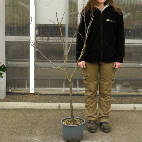 Plum Tree, Dwarf self-fertile : buy Plum Tree, Dwarf self-fertile ...