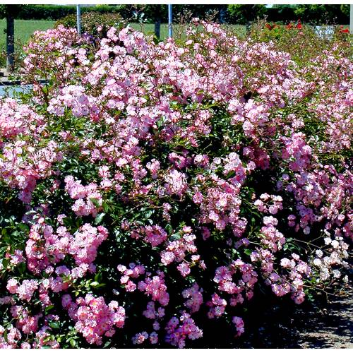 Rose 'Castor' : buy Rose 'Castor' / Rosa Castor
