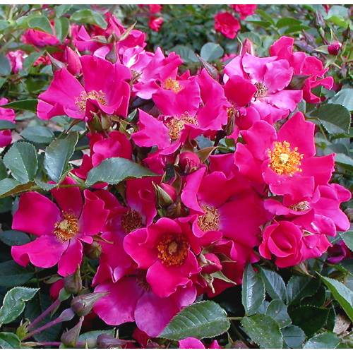 Rose 'Pink Panoramic' : buy Rose 'Pink Panoramic' / Rosa Pink Panoramic