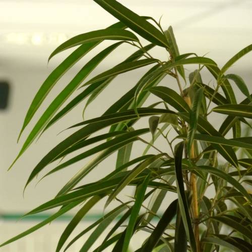 Ficus binnendijkii 'Alii', Long-leaf fig - C17 : buy Ficus binnendijkii ...