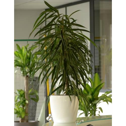 Ficus binnendijkii 'Alii', Long-leaf fig - C17 : buy Ficus binnendijkii ...