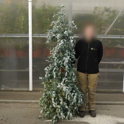 Eucalyptus Tree, Southern Blue Gum, Blue Gum : buy Eucalyptus Tree ...