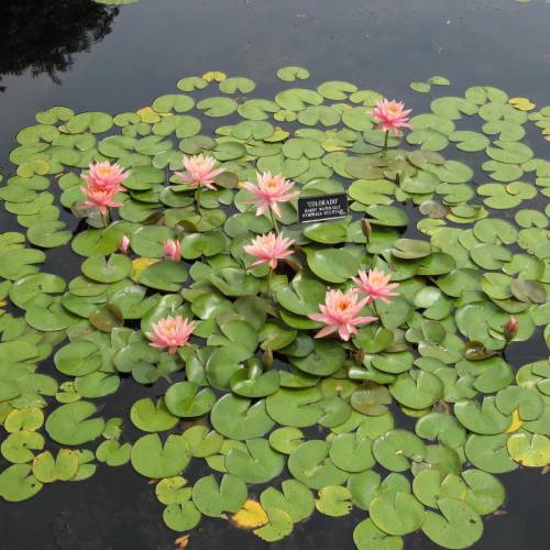 Water Lily 'Colorado' : buy Water Lily 'Colorado' / Nymphaea Colorado