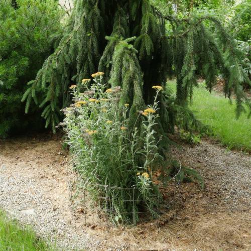 Yarrow, orange : buy Yarrow, orange / Achillea millefolium flammea