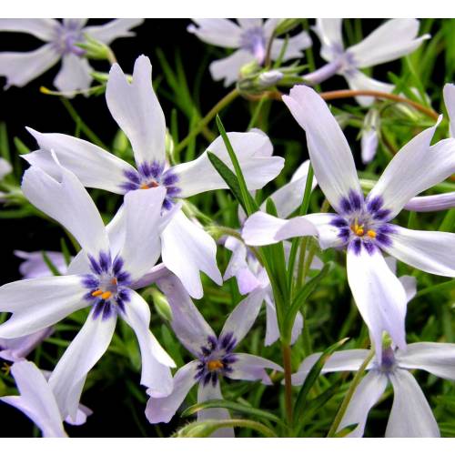 Creeping Phlox, Moss Phlox bicolor : buy Creeping Phlox, Moss Phlox ...