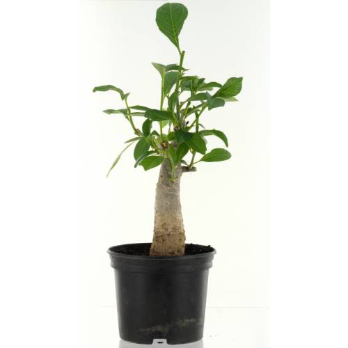 Baobab : buy Baobab / Adansonia digitata