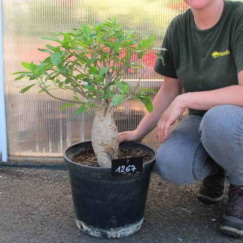 Baobab : buy Baobab / Adansonia digitata