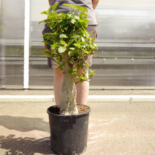 Baobab : buy Baobab / Adansonia digitata