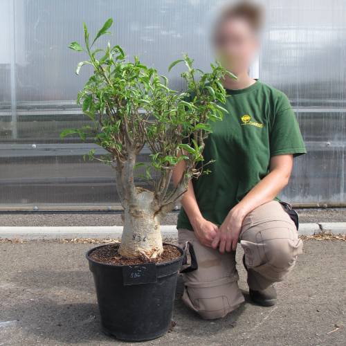 Baobab : buy Baobab / Adansonia digitata