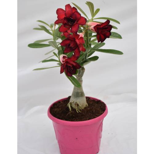 Desert Rose, Red Flowers : buy Desert Rose, Red Flowers / Adenium ...