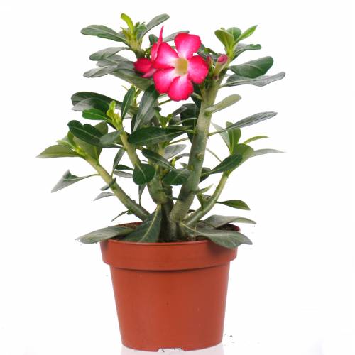 Desert Rose, Red Flowers : buy Desert Rose, Red Flowers / Adenium ...