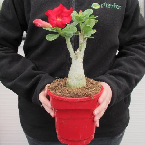 Desert Rose, Red Flowers : buy Desert Rose, Red Flowers / Adenium ...